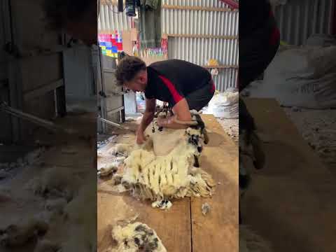 Shearing a sheep in 60 seconds