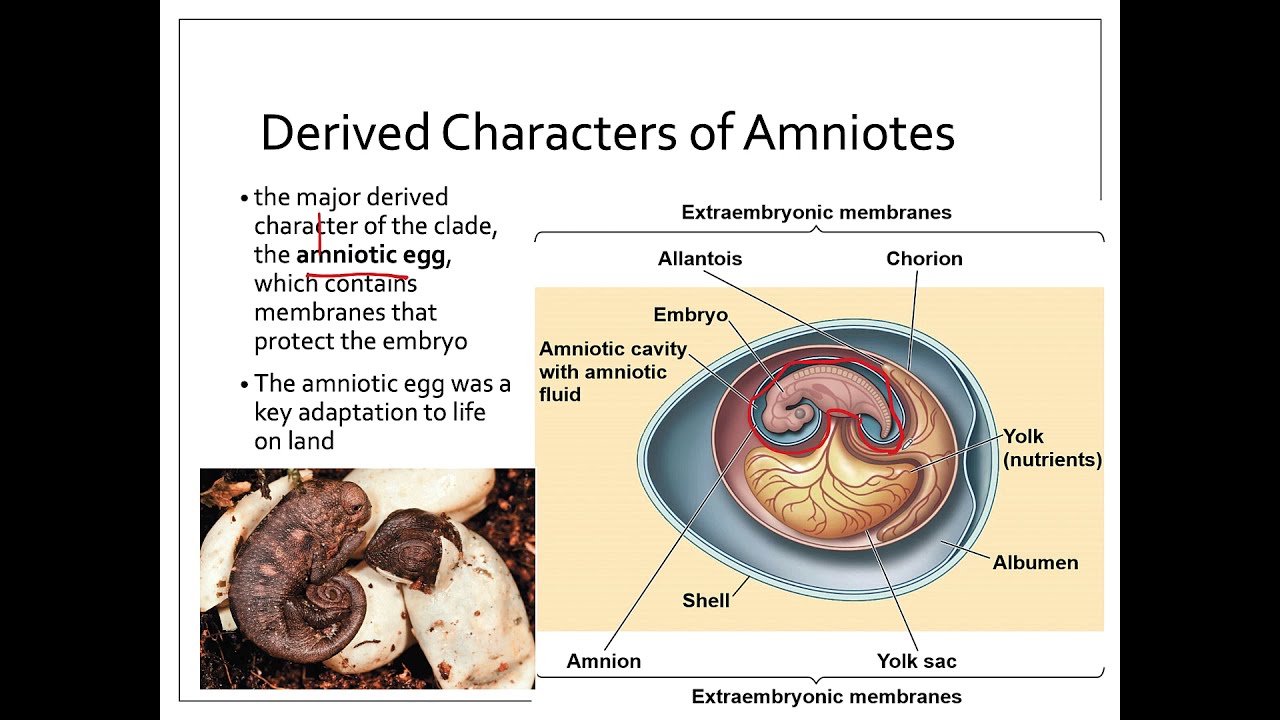 34.7 Amniotes