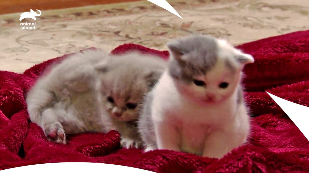 Fluffy Persians and Plush Shorthairs: Kittens Growing Up | Too Cute S2C E43 | Animal Planet