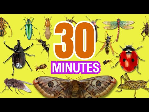30 MINUTES Learn Insects Name For Kids