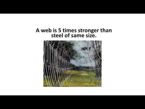 A Presentation for School Kids about Spider ( Words starting with Sp)