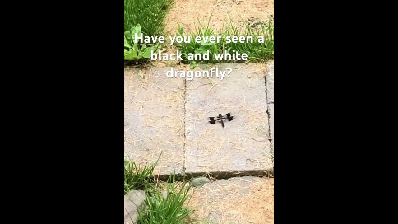 Have you ever seen a black and white dragonfly? #dragonfly #blackandwhite #nature #insect