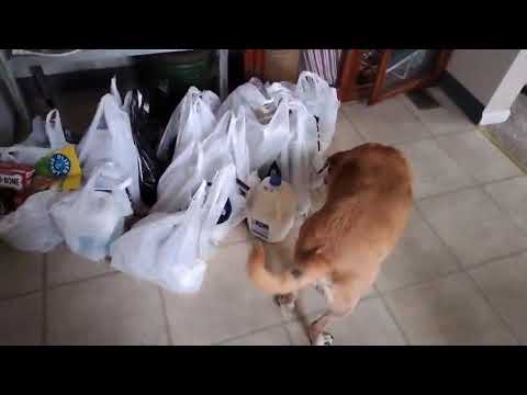 Miss Emma Inspects the Grocery Bags – M. Jean Pike