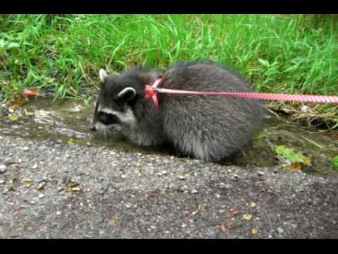 Meet Oreo, The Adorable Model For Rocket Raccoon In ‘Guardians Of The ...