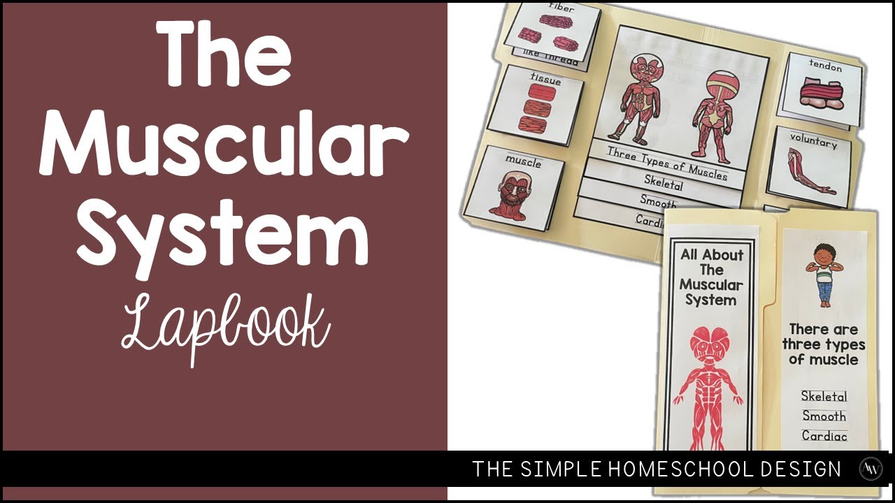 Musclar System Lapbook