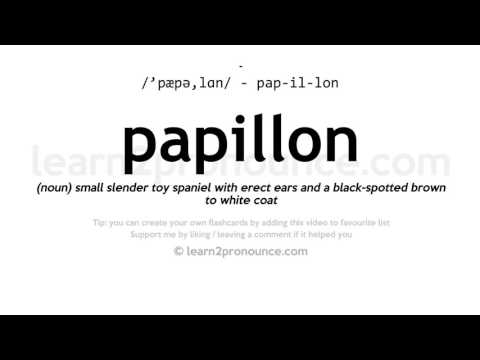 Pronunciation of Papillon | Definition of Papillon