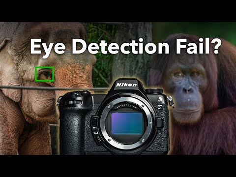 Nikon Z6 III: Real world AF & dynamic range