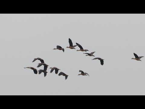 only silhouettes/bird snapshots with soothing music/@ananiya21