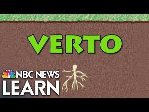 Word Roots: Verto