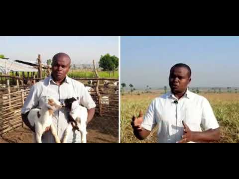 Why Mixed farming is the best method for a farmer - How to easily practice mixed farming - 2023