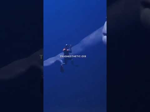 Erie video #scary #ocean #monster #deep