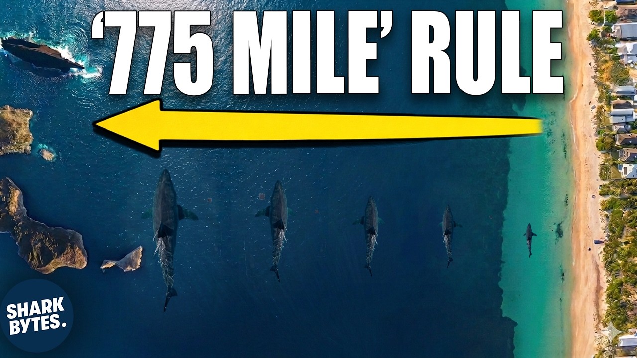 This One Rule Explains Why Offshore Sharks are SO Big!