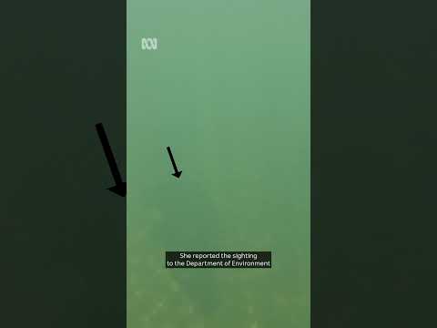 Family unknowingly swims with croc | ABC News