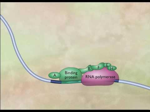 Transcription Factors [HD Animation]_HIGH.mp4