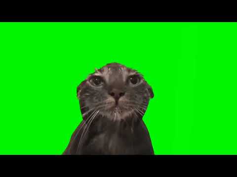 wet cat staring at the camera meme (green screen, sound 1)