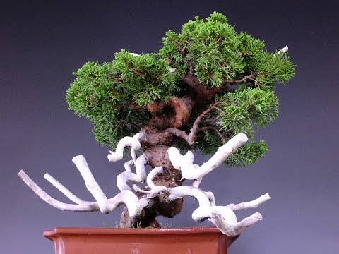 Juniperus Chinensis Sargentii Basic Care Instruction