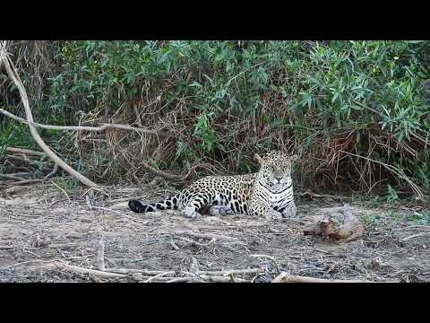 Jaguar Watching in Pantanal - Brazil 2023
