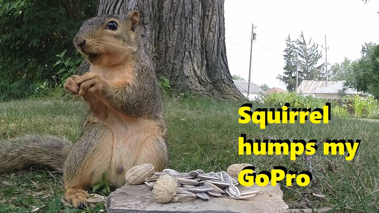 Watch randy squirrel hump hidden video camera set up to record him ...