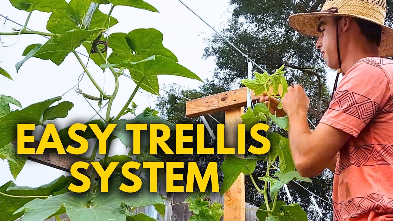 The Best Way to Trellis Cucumbers & Tomatoes You've NEVER Seen