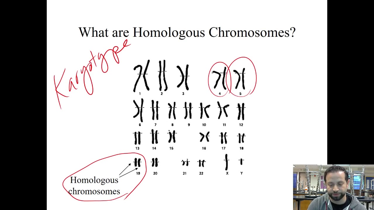 Understanding Meiosis The Process Of Gamete Formation Galaxy Ai