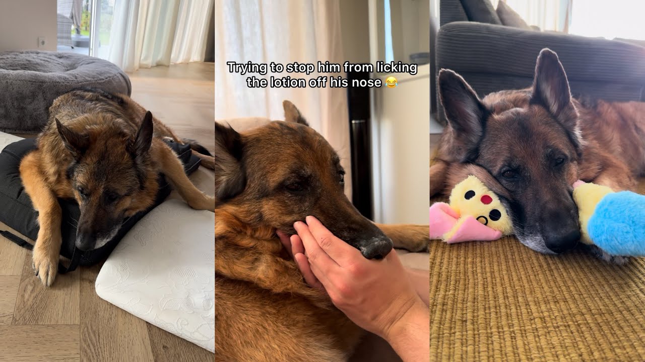 Daily Life With My Senior German Shepherd Dog
