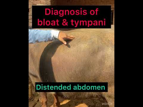 Diagnosis of bloat & tympani l dr Umar khan