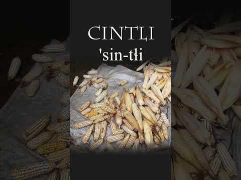 Nahuatl Word of the Week 68: CINTLI (Dried Maize Ear 🌽)