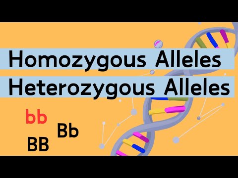 Homozygous vs Heterozygous