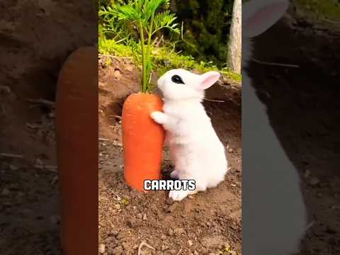 Why do rabbits like carrots