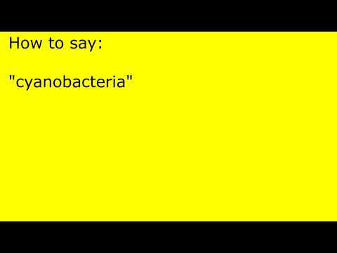 How to pronounce cyanobacteria
