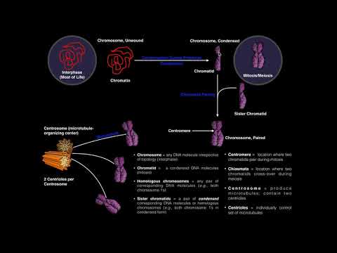 The Many C-Words in Genetics | Clearing up the Confusion