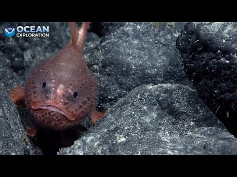 EX2503 Dive 10 Unnamed Seamount 03 Northwest of Holanikū Kure Atoll Apr 23 2025