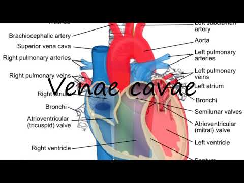 How to Pronounce Venae cavae?