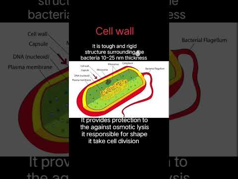 Morphology of bacteria #notes / morphology of bacteria microbiology #viral #youtube #