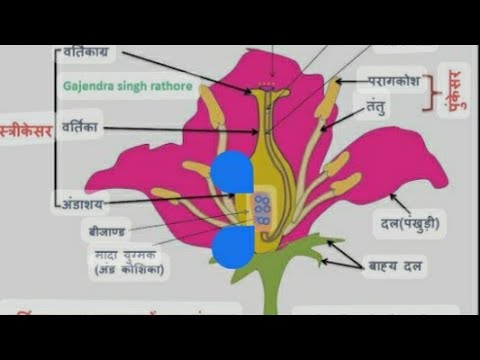 Biology mein phool ka namankit Chitra*the parts of flower*🌹🌹*🌹 phool ka sachitra varnan class 12