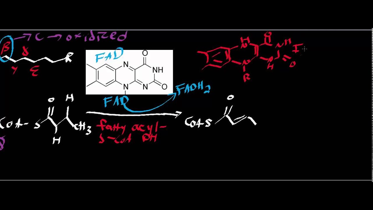 Biochemistry | β-Oxidation Introduction