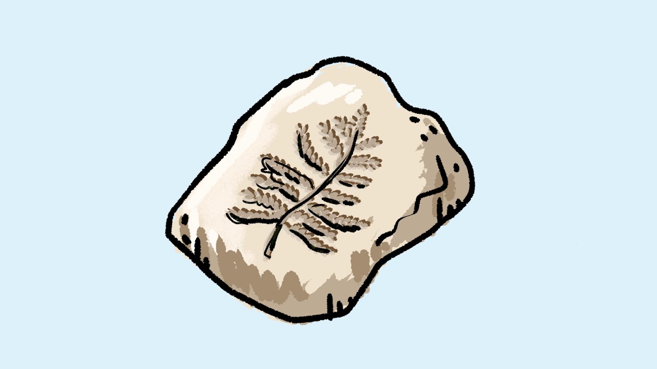 C'est quoi un fossile ?