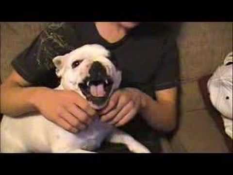 How French bulldogs snarl | Natural History
