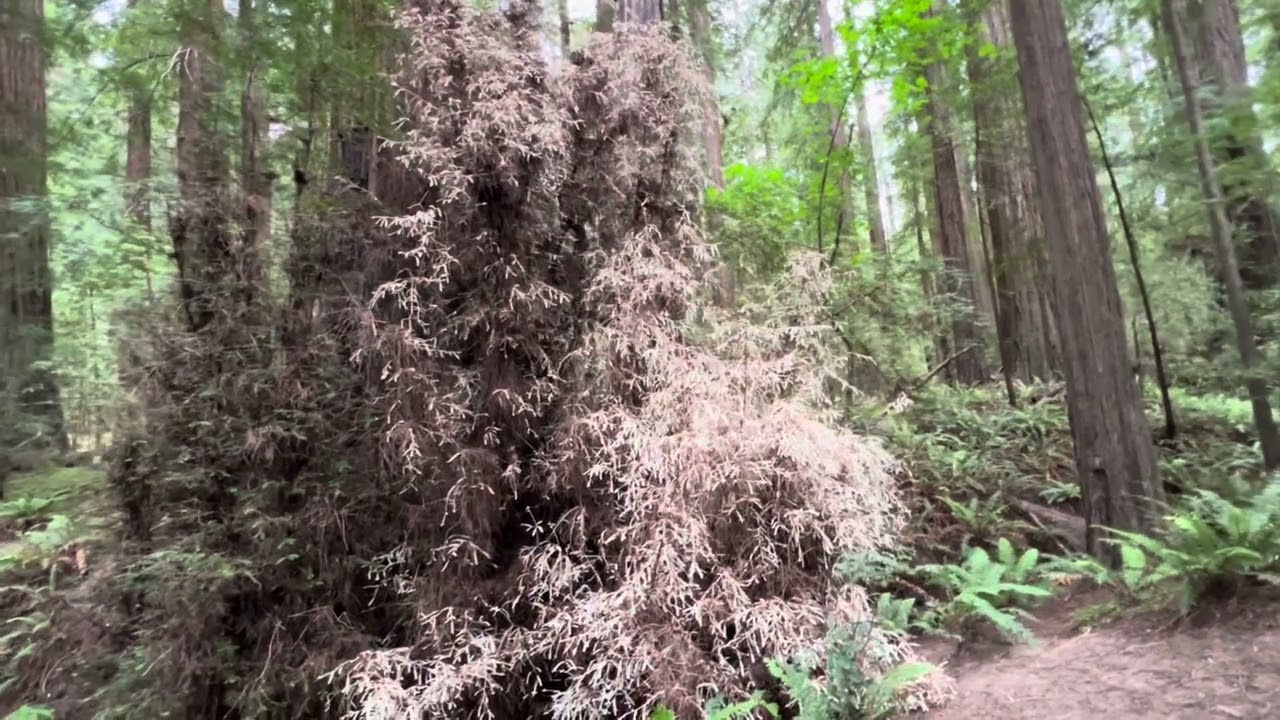 ALBINO Redwood Tree found in Northern Ca forest: GHOST in the Forest