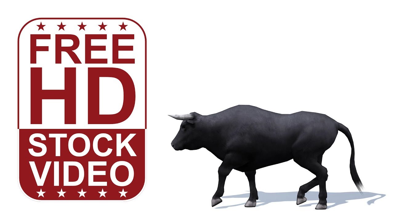 Free Stock Videos – animals bull walking on white background