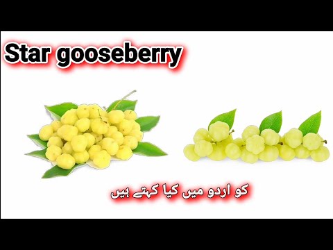 Star gooseberry meaning in urdu۔ star ⭐ gooseberry ko urdu mein kya kahte hai ۔ stargooseberry urdu