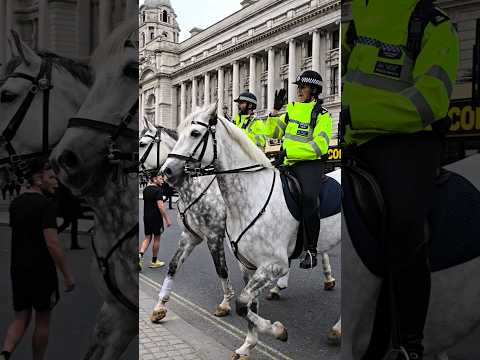 Two Gorgeous Police Horses Going Through the Horse Guards 11 April 2024