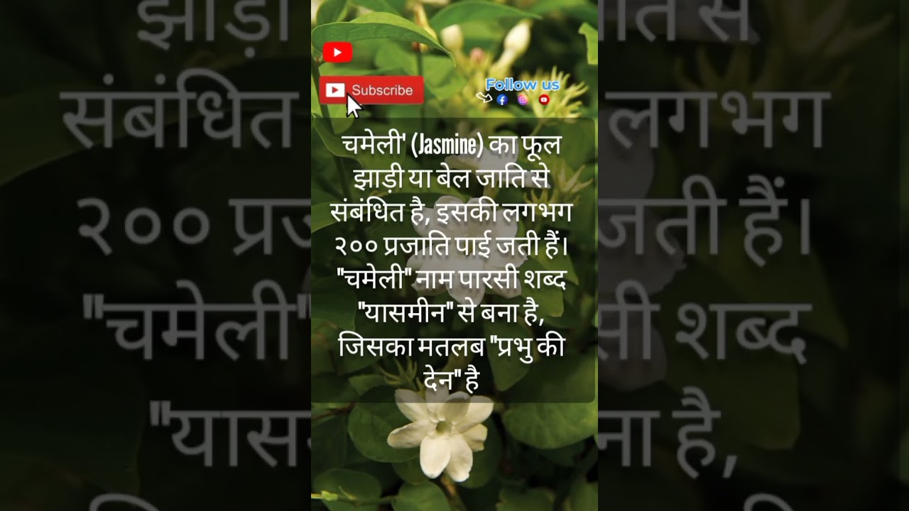 Some special information about Jasmine | about Jasmine ☘️ | #jasmine #plants #viral #subscribe