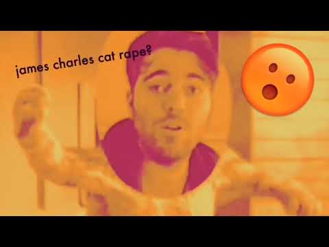 shane dawson funny cat s