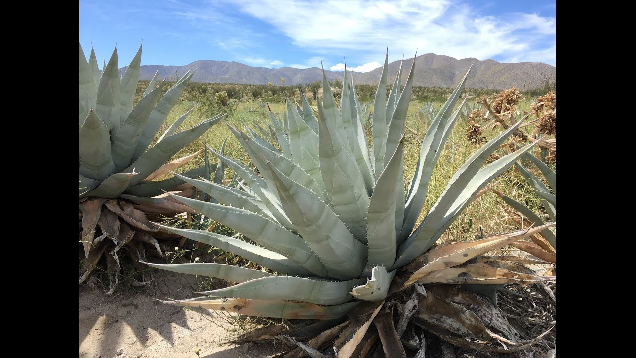 Agave deserti (desert agave)