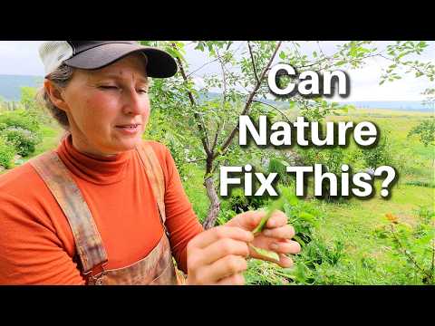Letting Nature Take Its Course | Small Daily Tasks That Keep My Garden Thriving