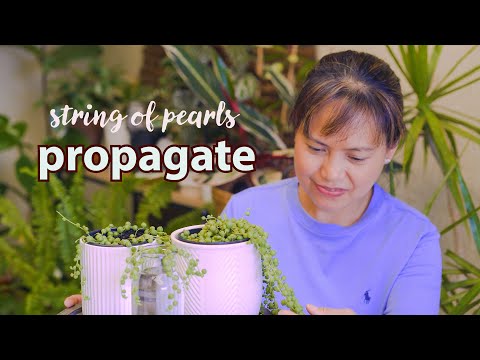 Propagate String of Pearls two ways | String of Beads (Senecio Rowleyanus) #succulent