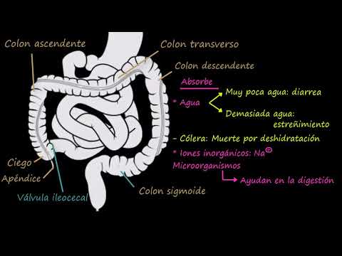 Colon, recto y ano (video) | Khan Academy