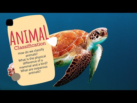 Animal Classification | What are the 6 Classifications?