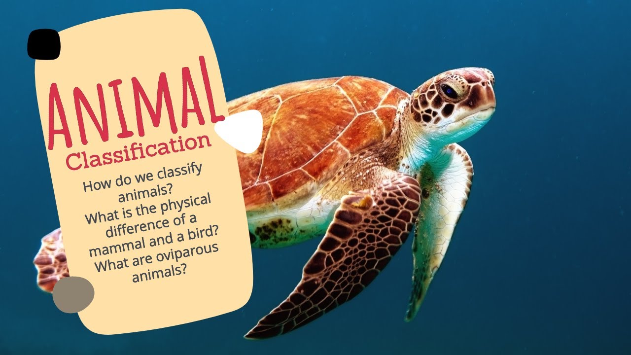 Animal Classification | What are the 6 Classifications?